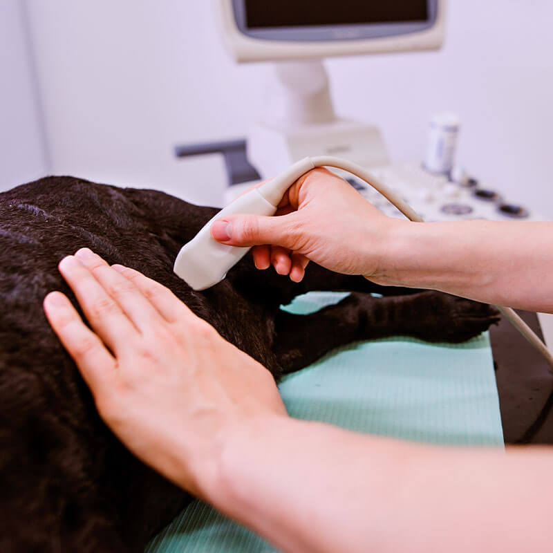 Cat & Dog Imaging in Warrick County, IN - Warrick Vet Clinic